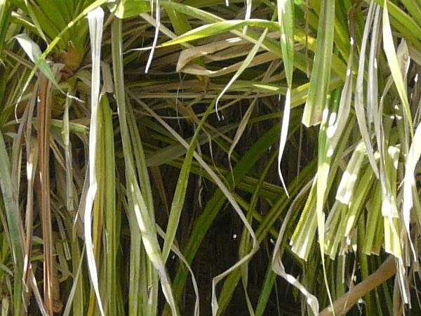 tall grass texture 0016 - Texturelib